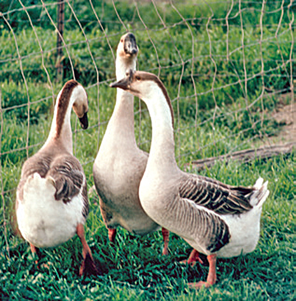 Get to Know Geese - Backyard Poultry